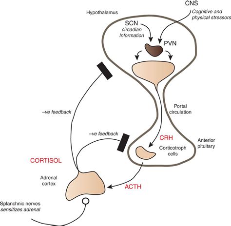 Hypothalamus And Pituitary Gland Axis