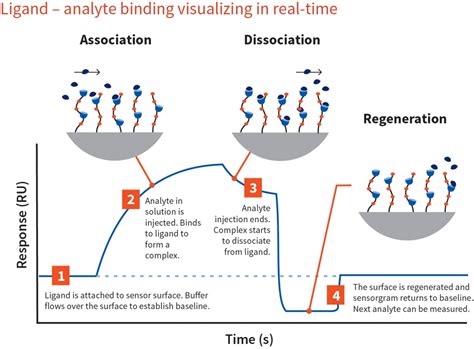 Surface Plasmon Resonance For Biomolecular Interaction Analysis