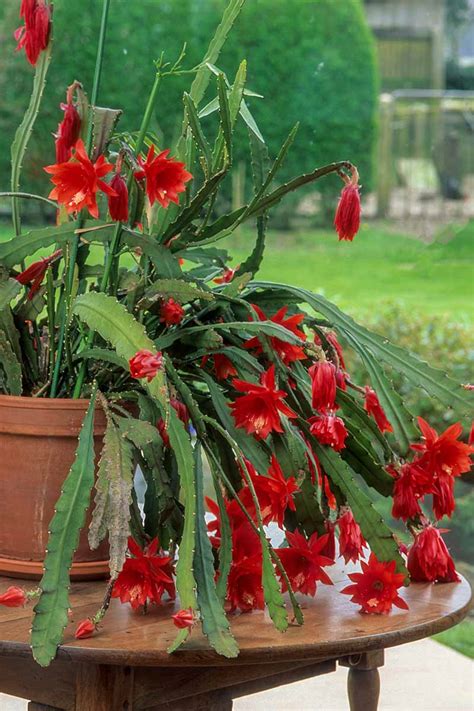 23 Of The Most Fabulous Types Of Epiphyllums To Grow At Home