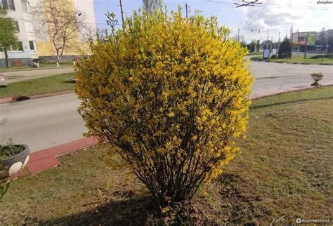 Форзиция дерево (53 фото)