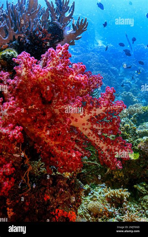 Class Sclerospongiae