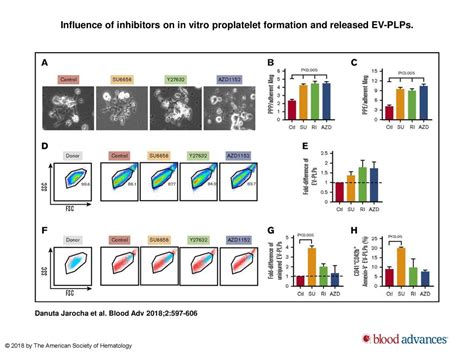 Enhancing Functional Platelet Release In Vivo From In Vitro Grown Megakaryocytes Using Small