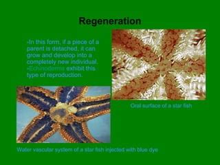 Sexual And Asexual PPT
