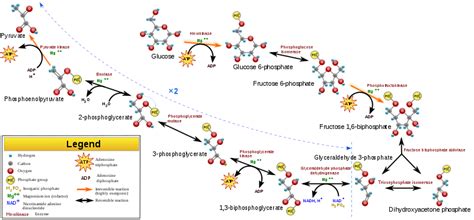 Macronutrient And Alcohol Metabolism Human Nutrition