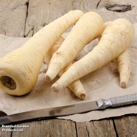 Parsnip Tender And True Organic Seeds Suttons