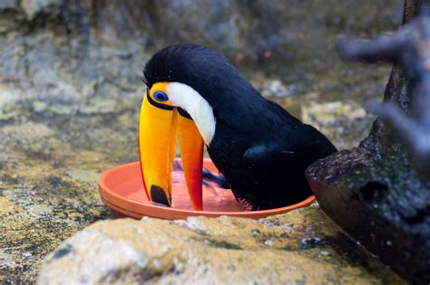 Definitive Guide To Toco Toucan Facts Habitat Conservation Status