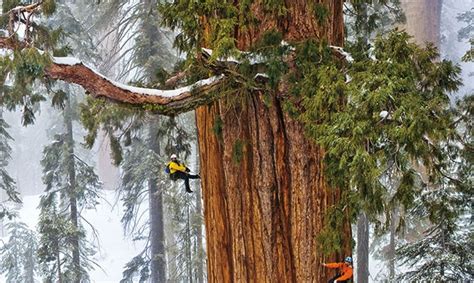 Xsaiti Siyvaruli Barbi Qartveli Bozebi Qartvelebis Seqsi Qartvelebis Tynauli მსოფლიოში