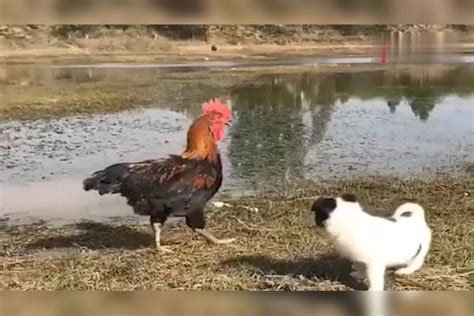 这是我见过最怂的大公鸡连一只小奶狗都害怕简直无语了