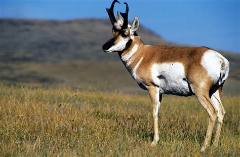 Pronghorn U S National Park Service