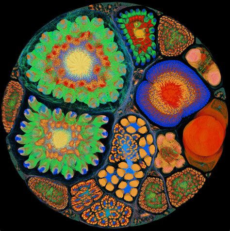 Gephi Vs Graphviz Jordthereal