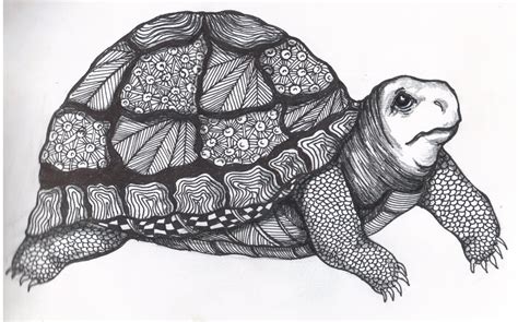 Zenology Design New Tortoise Design