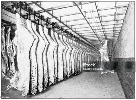 Antique Image Food Industry Meat Slaughterhouse Beef Cooler Stock