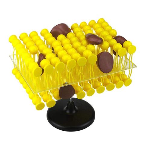 Human Cell Membrane Structure