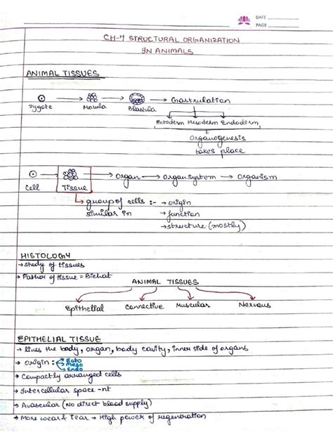 Animal Tissue Notes Pdf