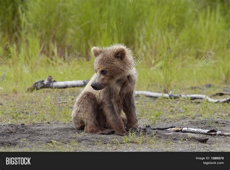 Brown Bear Cub Sitting Image Photo Free Trial Bigstock