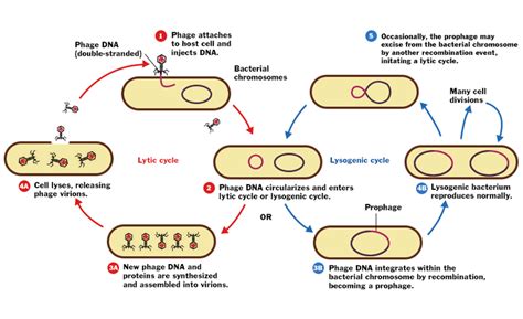 Lytic Cycle Of Virus Geeksforgeeks