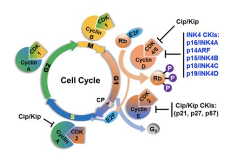 3 14 Nervous Tissue And Axonal Transport Flashcards Quizlet