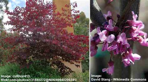 30 Pink Flowering Trees In Spring With Pictures Identification Guide