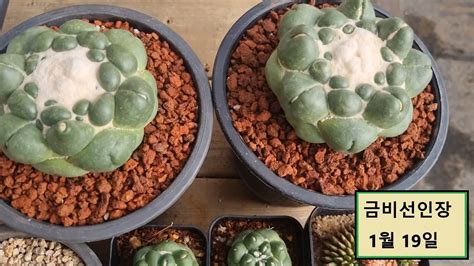 👍🌵 1월 19일 아프리카식물과 선인장 금비 Youtube
