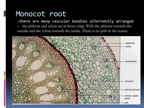 PPT EXTERNAL STRUCTURE OF ROOTS PowerPoint Presentation Free Download ID