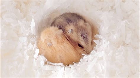 서로 붙어서 웅크리고 자는 생후 2주 아기 햄스터 🐹🍼 Youtube