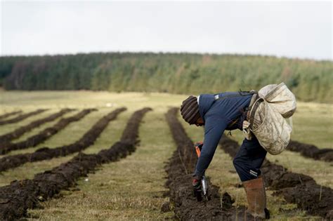 Englands Tree Planting Targets Should Be Enshrined In Legislation Says Confor HortWeek