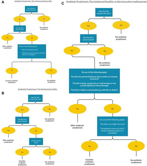 Antibiotics For Human Bite Wounds