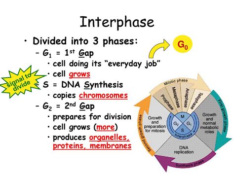 The Cell Cycle Cell Growth And Cell Division Ppt Download