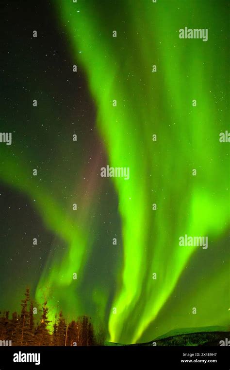 Usa Alaska Chena Hot Springs Resort Aurora Borealis Fills Night Sky