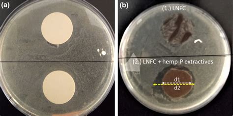 Disk Diffusion Assay Of A Control Untreated Paper Disks B Lnfc Films Download Scientific