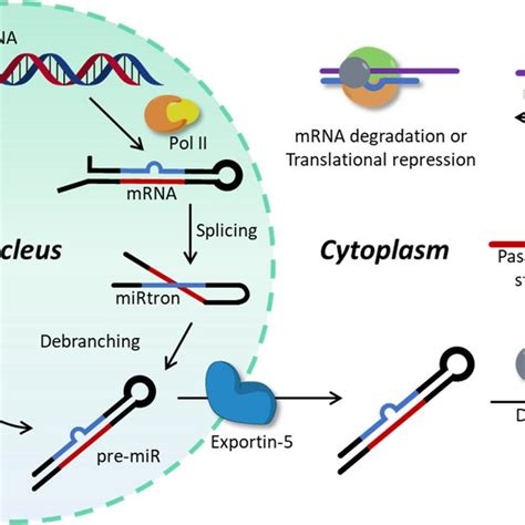 Pdf Pna Based Microrna Detection Methodologies