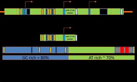 8 Internal Promoter Region Of The Mir 17 92 Cluster The Magnified Download Scientific Diagram