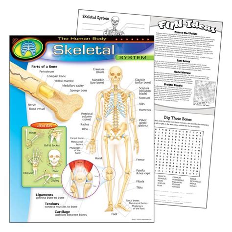 The Human BodySkeletal System Learning Chart Skeletal System Learning Objectives Learning