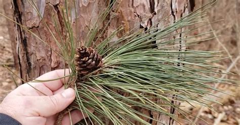 Intro To Trees Of Indiana Red Pine