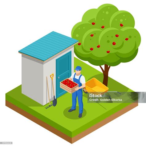 나뭇가지에 매달려 있는 익은 과일 이소성 사과 과수원 사과의 수확을 조립 오렌지 제품 유기농 신선 제품 프리미엄 품질 가을에 대한 스톡 벡터 아트 및 기타 이미지 Istock