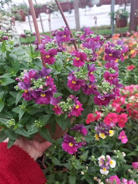 აივნის ყვავილები Added A New Photo აივნის ყვავილები