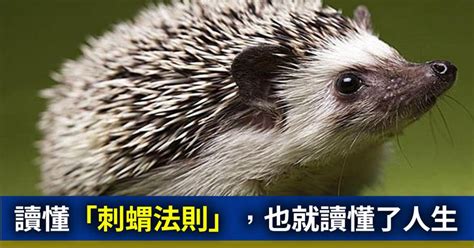 讀懂刺蝟法則也就讀懂了人生