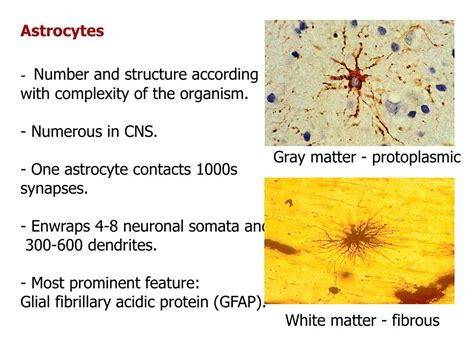 Ppt Activity Dependent Structural And Functional Plasticity Of Astrocyte Neuron Interactions