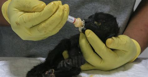 Howler Monkeys Are Falling From Trees Amid Mexicos Brutal Heat Wave