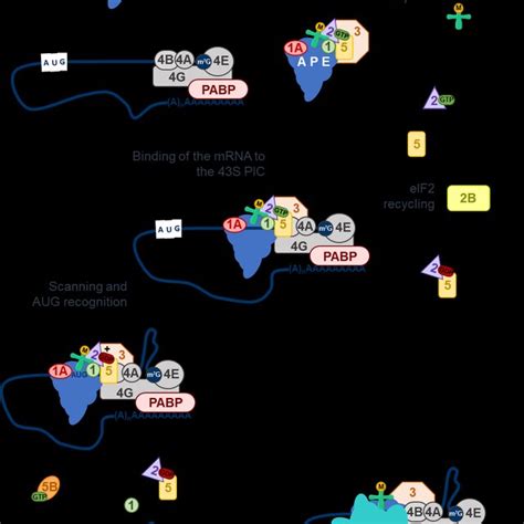 Model Of The Canonical Eukaryotic Translation Initiation Process The Download Scientific