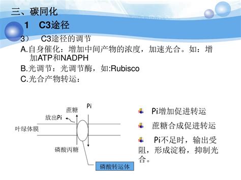 Ppt 光合作用 Powerpoint Presentation Free Download Id 4581607