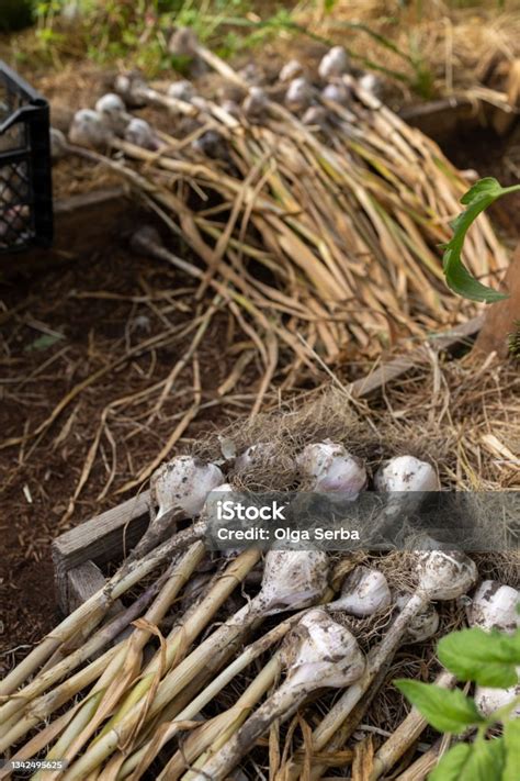 정원 침대에서 야채와 허브 야채와 녹색 샐러드의 수확 정원에서 온실 또는 녹색 샐러드에 잘 익은 토마토와 오이 0명에 대한 스톡 사진 및 기타 이미지 Istock
