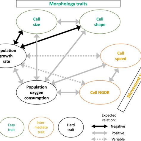 Overview Of The Relations Between The Selected Functional Traits Of T Download Scientific