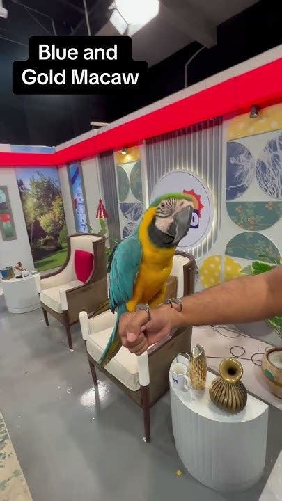 How To Breed Blue And Gold Macaws Blue And Gold Macaw Parrot Youtube