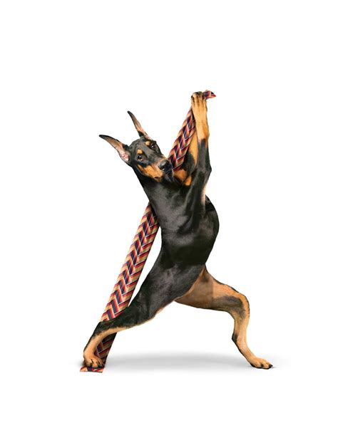 Собачка на задних лапах 40 фото