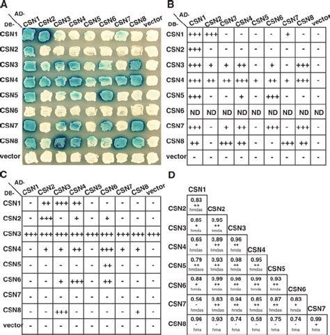Pair Wise Interaction Analysis Among Csn Subunits Download Scientific Diagram