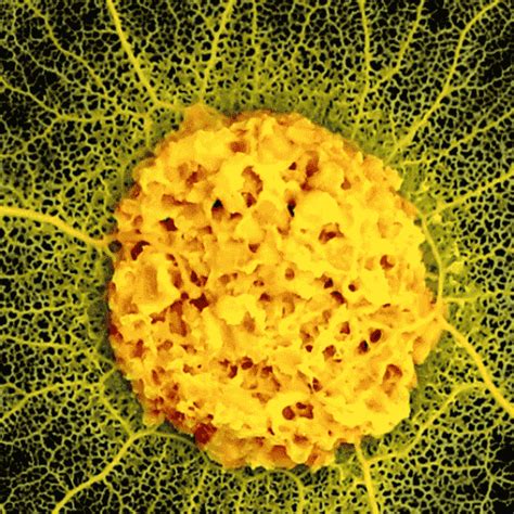 Comment Se Nourrit Un Blob Blob Love