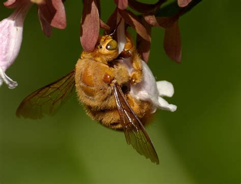 Male Valley Carpenter Bee Pasadena Ca Tom Mills Flickr