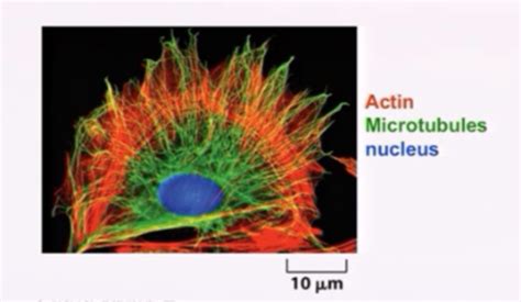MCDB Test Lec And Lec Flashcards Quizlet