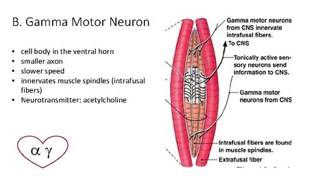 Lower Motor Neurons Objectives Understand The Motor Pathway